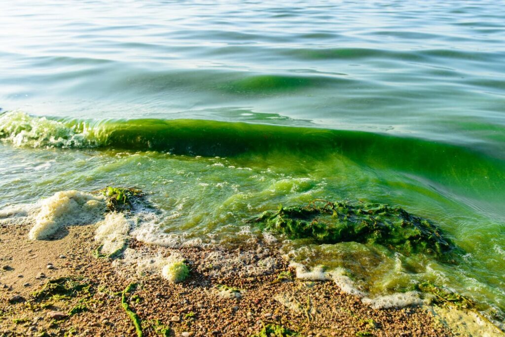 DOH-Orange Issues Blue Green Algae Health Alert for Big Sand Lake ...
